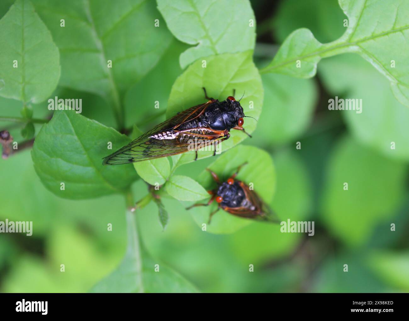 17-year cicada on tree leaves with another in the background at Camp ...