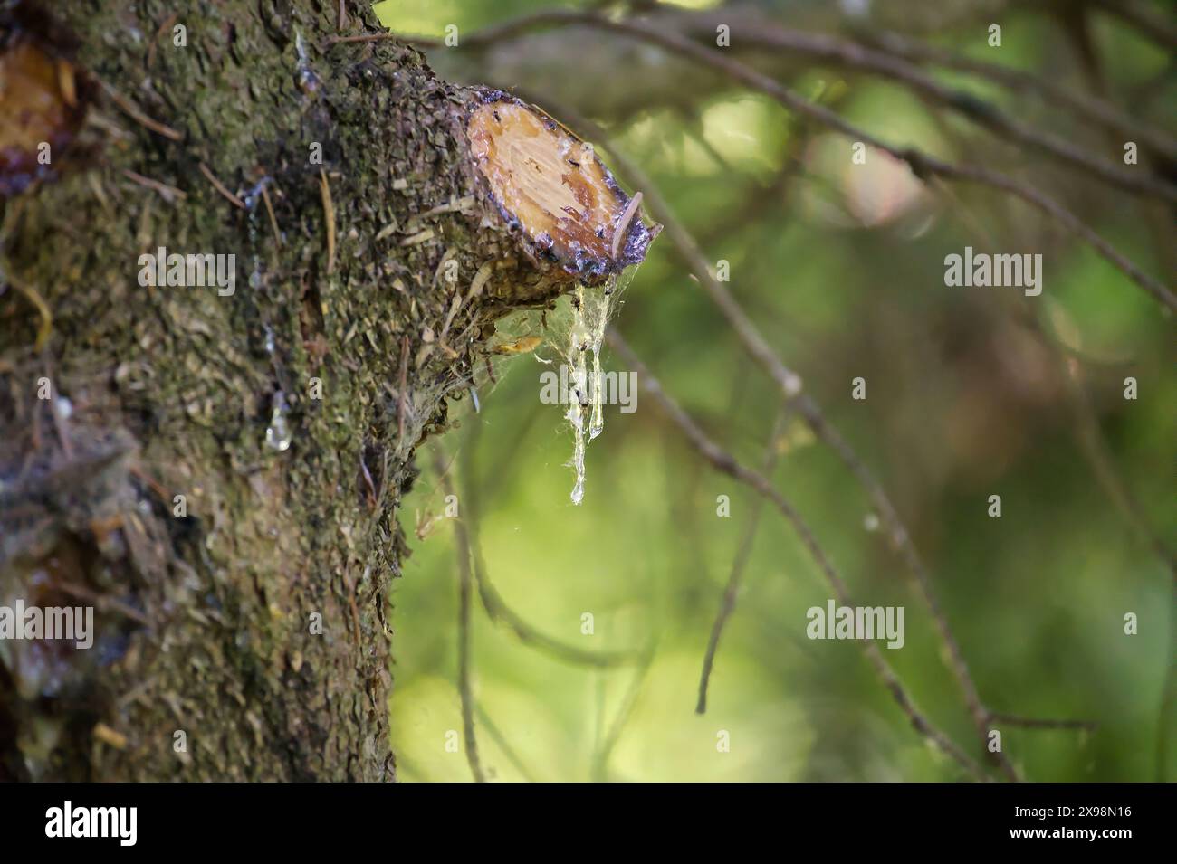 Close-up of tree bark with fresh, clear sap dripping in a serene forest ...