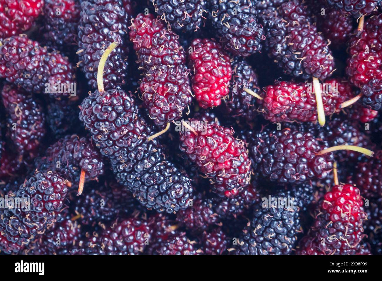 fresh mulberry closeup background Stock Photo - Alamy