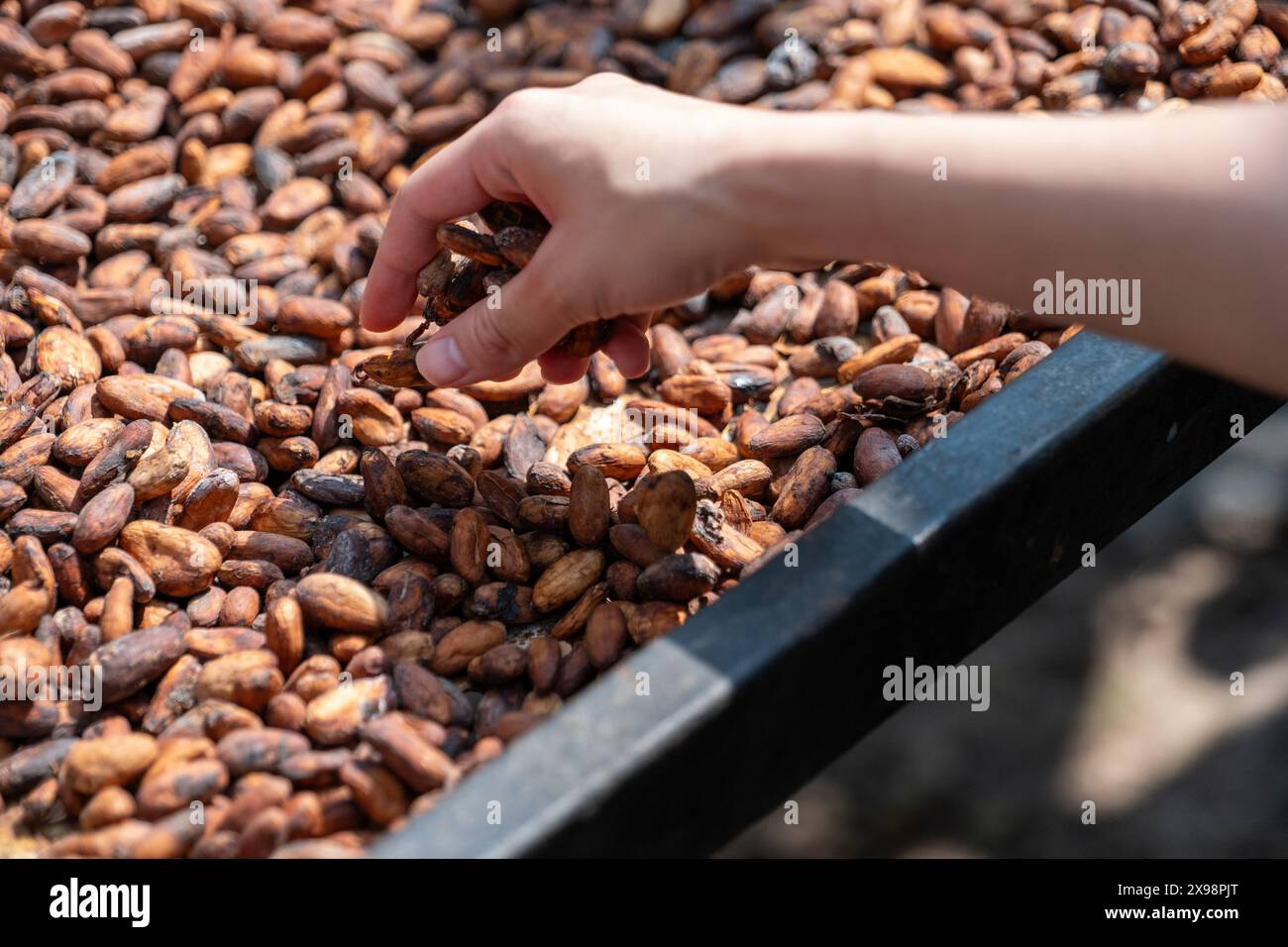 Hand holding cacao beans hi-res stock photography and images - Alamy