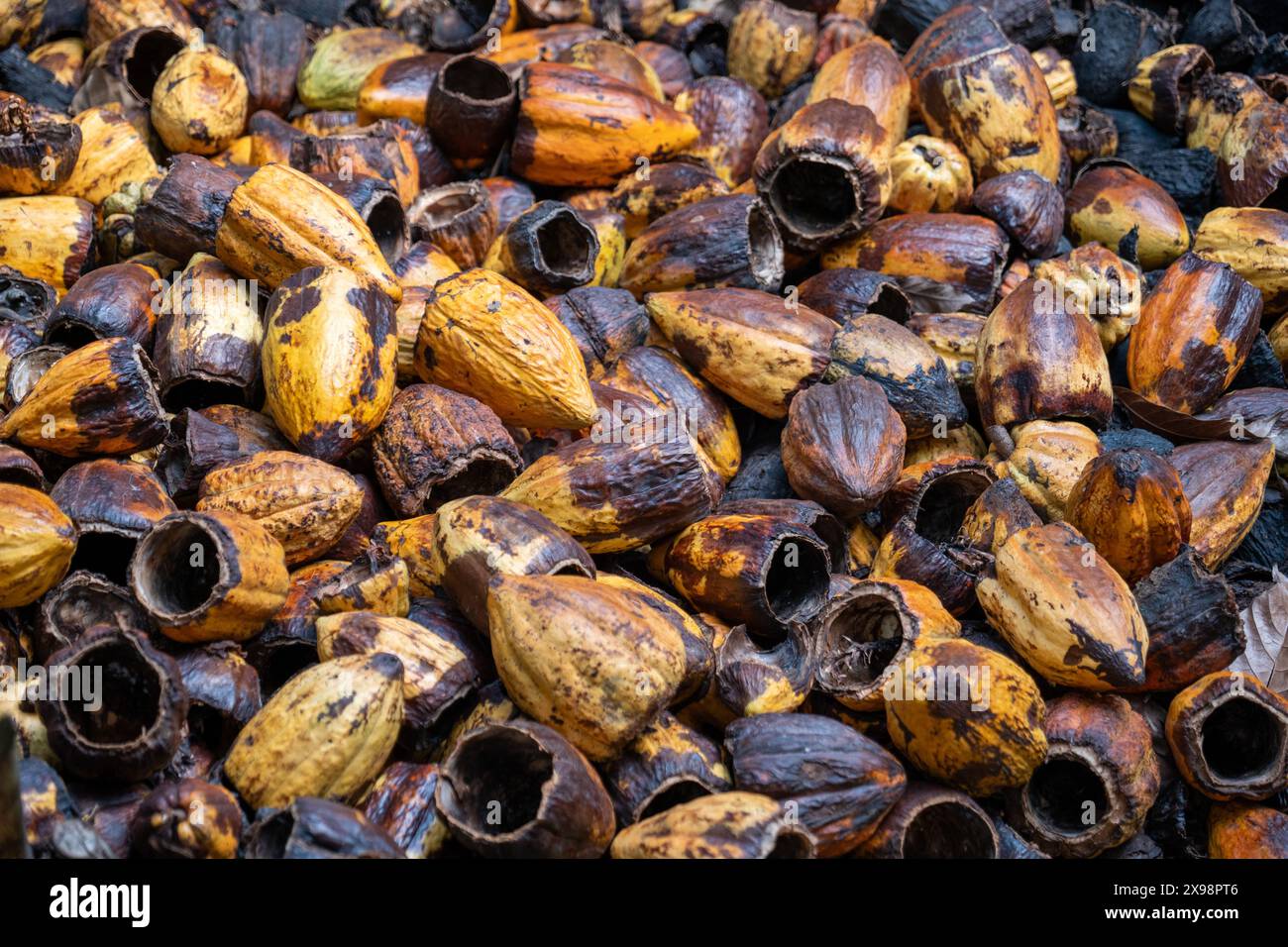 Discarded cacao shells on a farm Stock Photo - Alamy