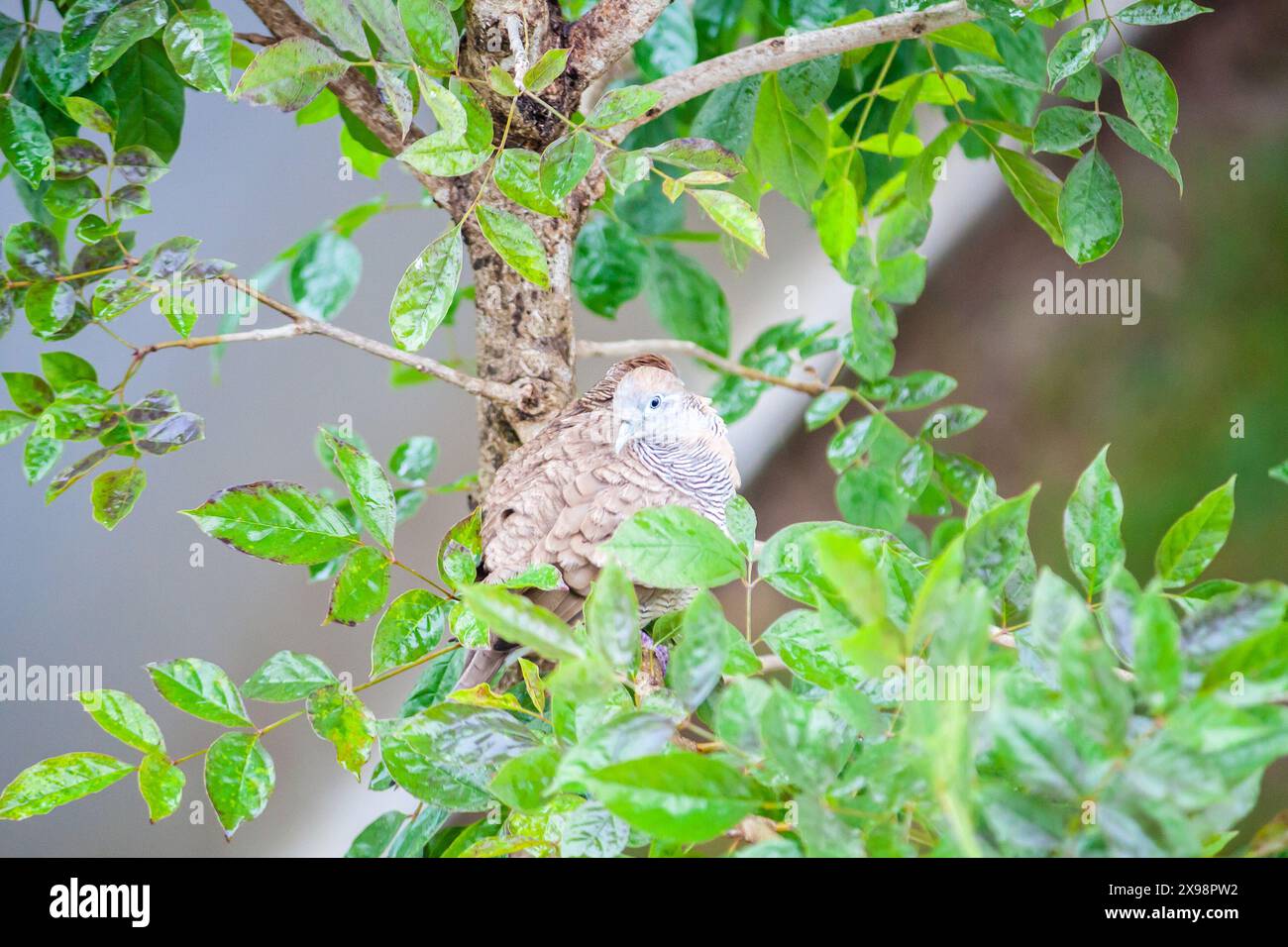 Beautiful wild zebra dove hi-res stock photography and images - Alamy