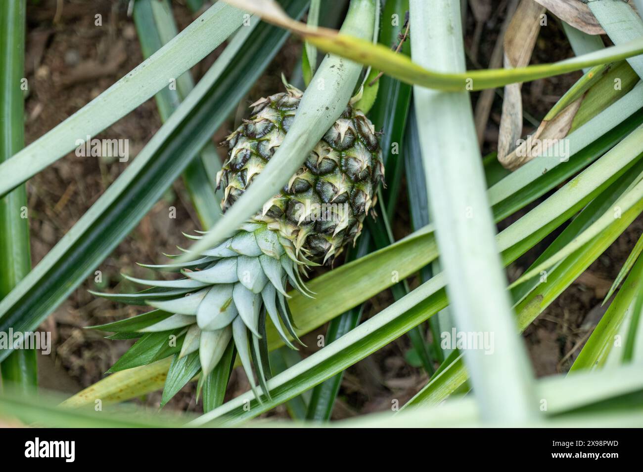 Small pineapple growing from the ground Stock Photo - Alamy
