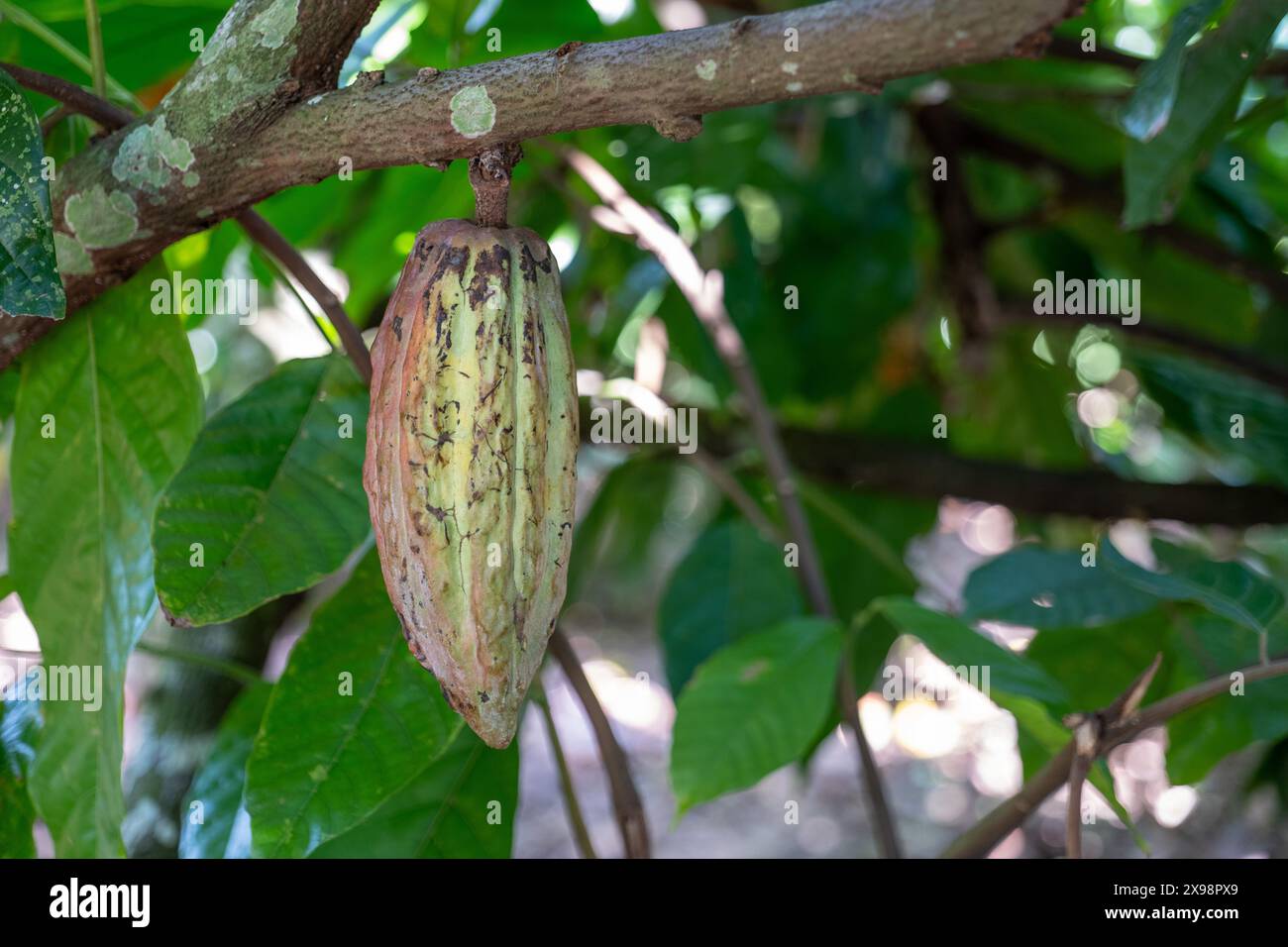 Cacao plant pod growing on a tree Stock Photo - Alamy