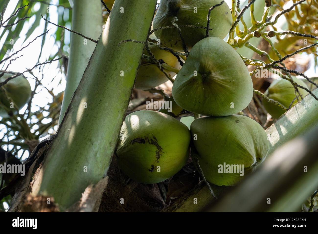 Brazilian milk fruit tree hi-res stock photography and images - Alamy