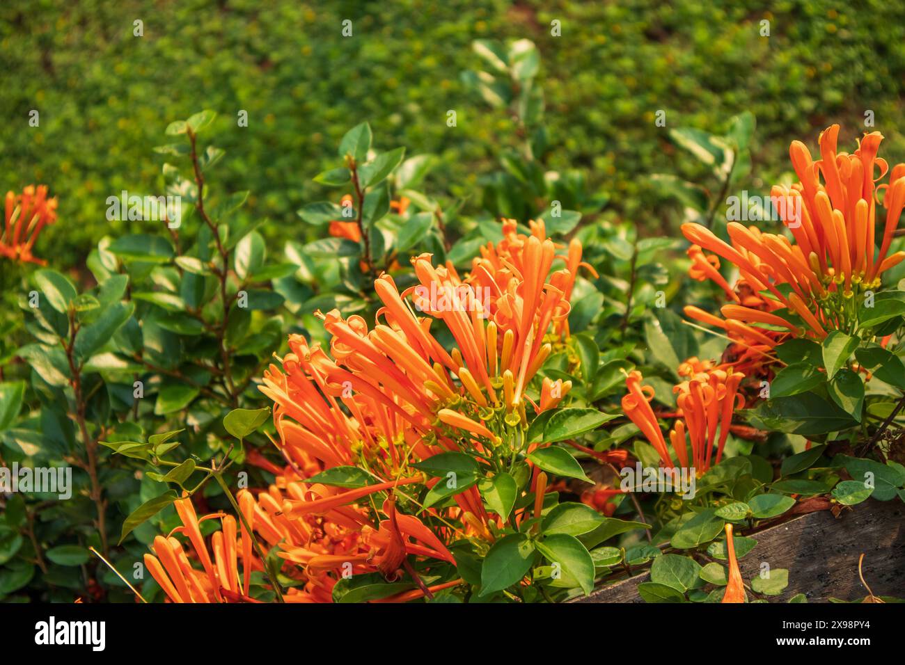 Beautiful orange pyrostegia flowers hi-res stock photography and images ...