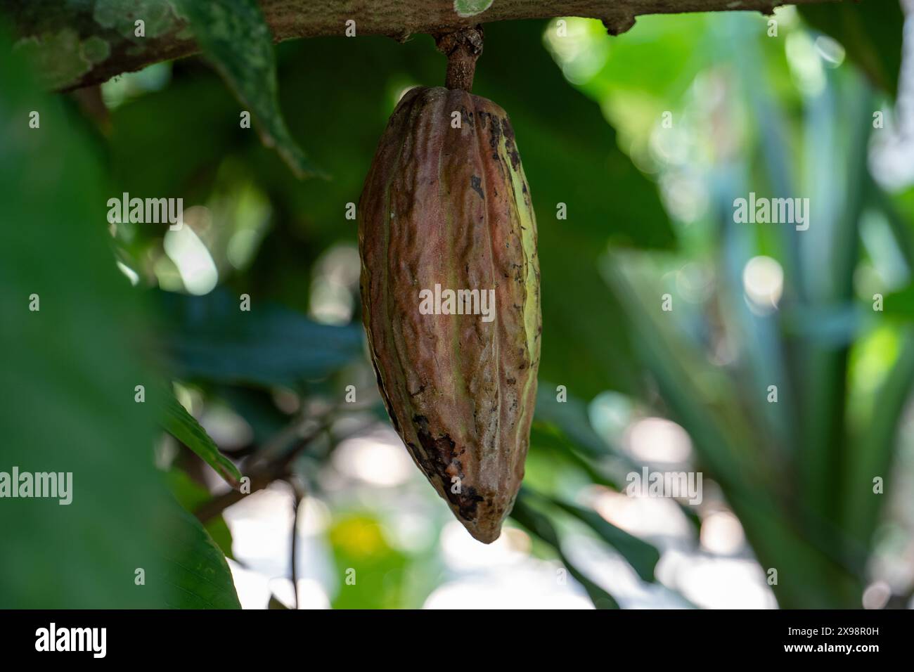 Cacao plant pod growing on a tree Stock Photo - Alamy