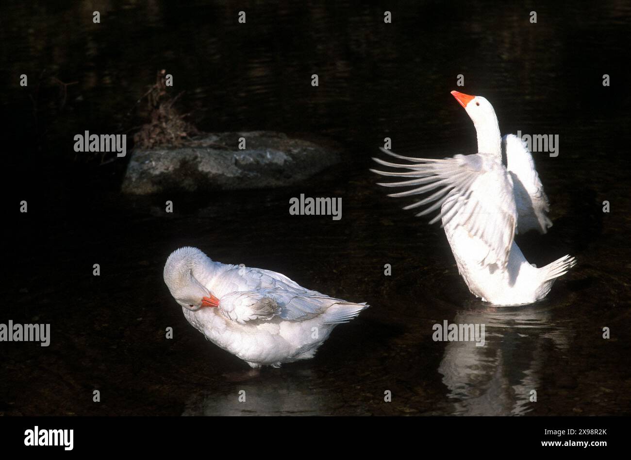 White Geese in water Stock Photo - Alamy
