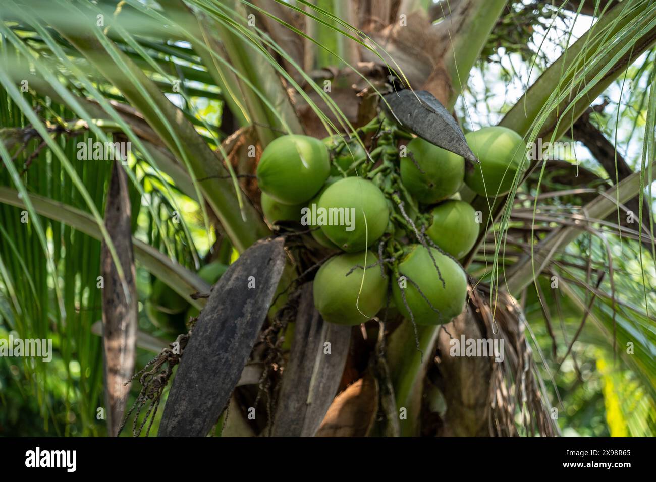 Green Coconuts growing on a tree Stock Photo - Alamy