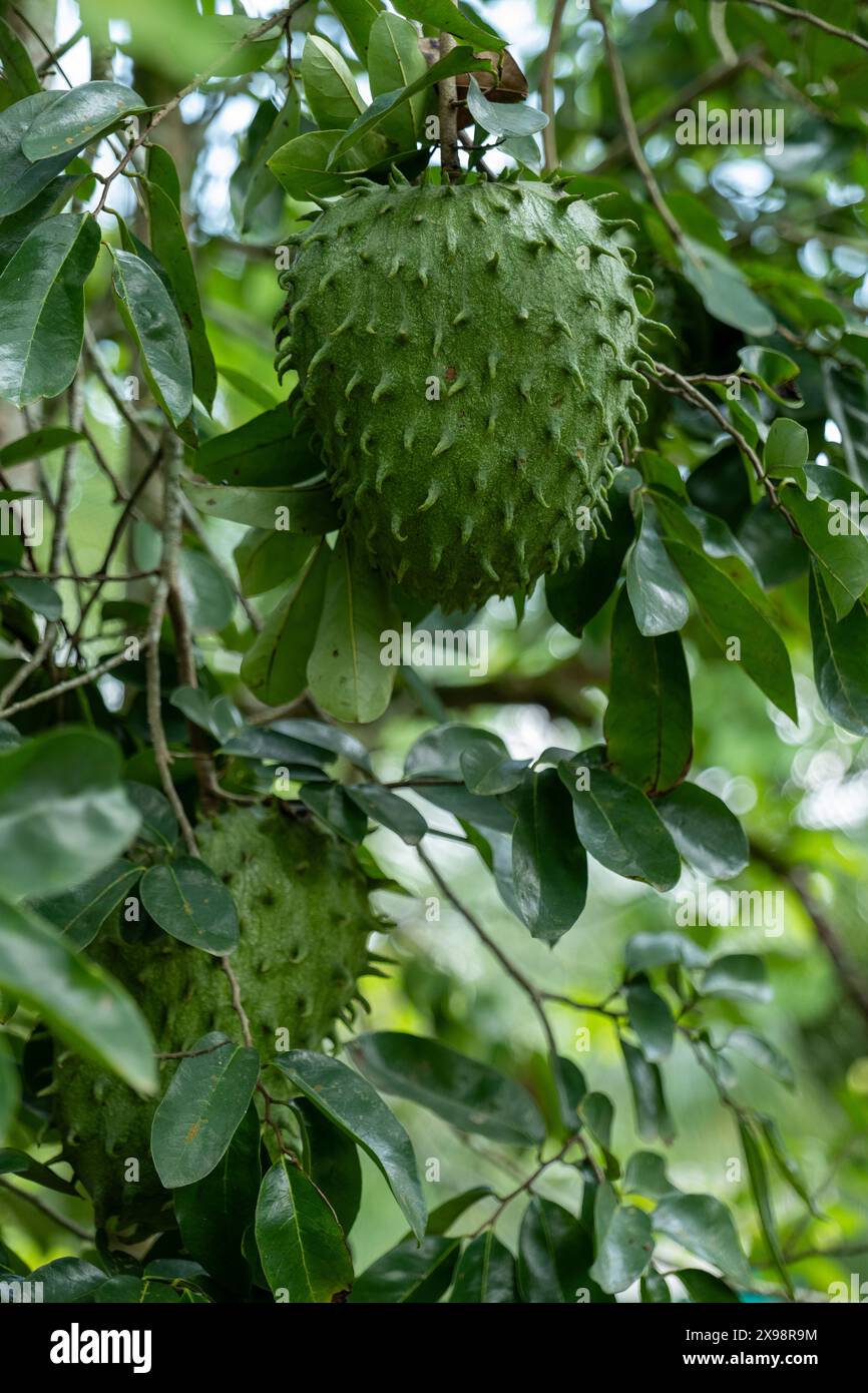Sour Sop Fruit Growing in Costa Rica Stock Photo - Alamy