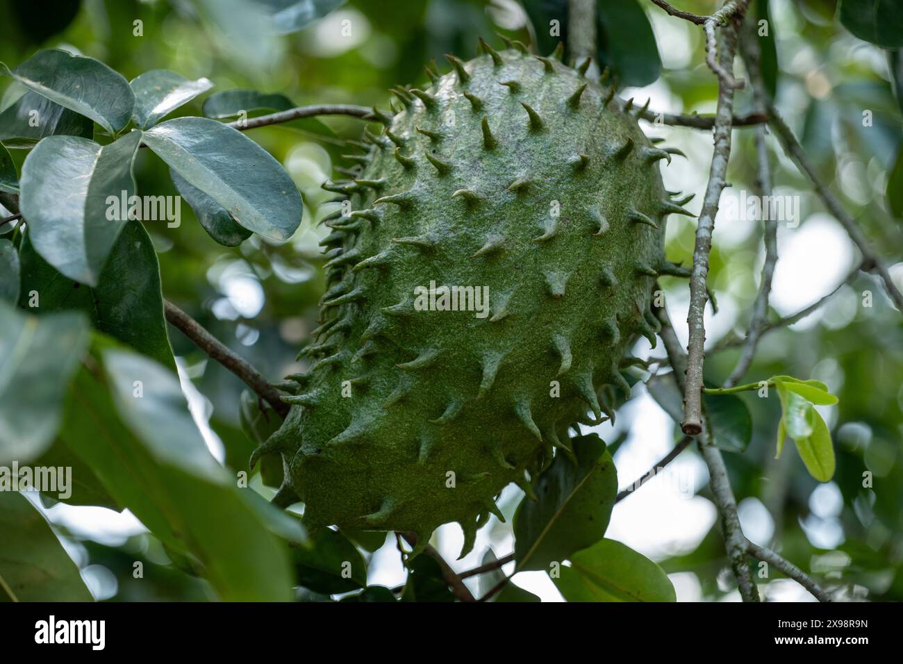 Sour Sop Fruit Growing in Costa Rica Stock Photo - Alamy