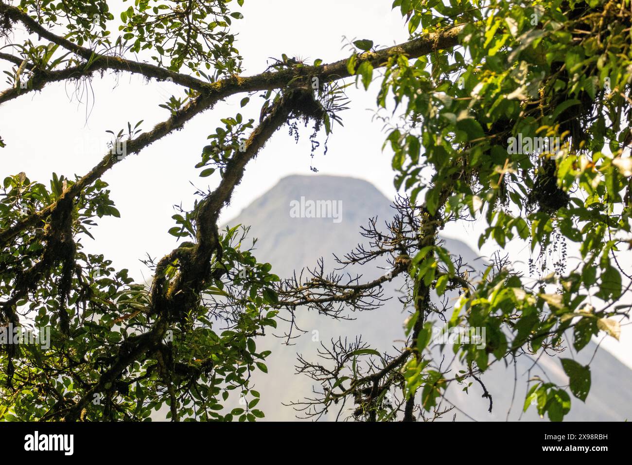 The Arenal Volcano in La Fortuna Costa Rica from the Jungle Canopy ...