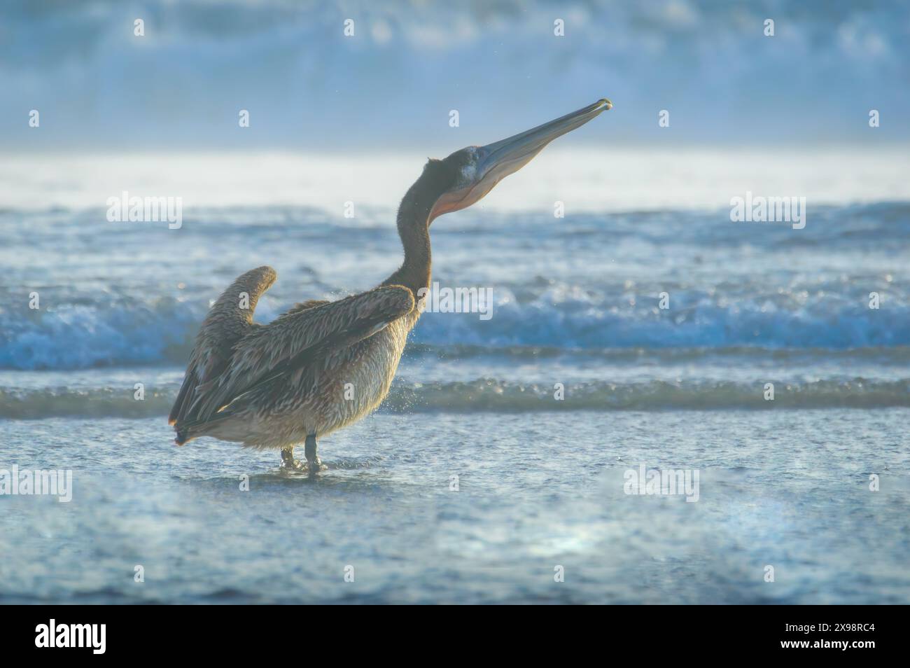 Brown Pelican Drying Off in Rosarito Beach, Baja California Stock Photo - Alamy