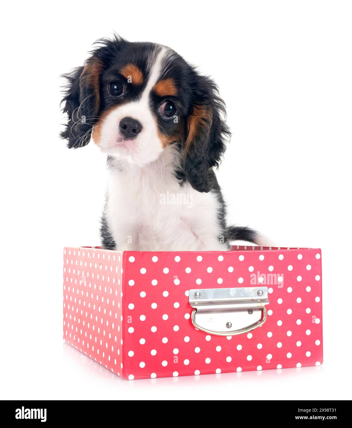 cavalier king charles in front of white background Stock Photo - Alamy