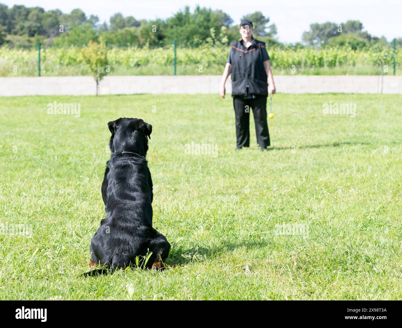 rottweiler and woman training for competition of obedience Stock Photo ...