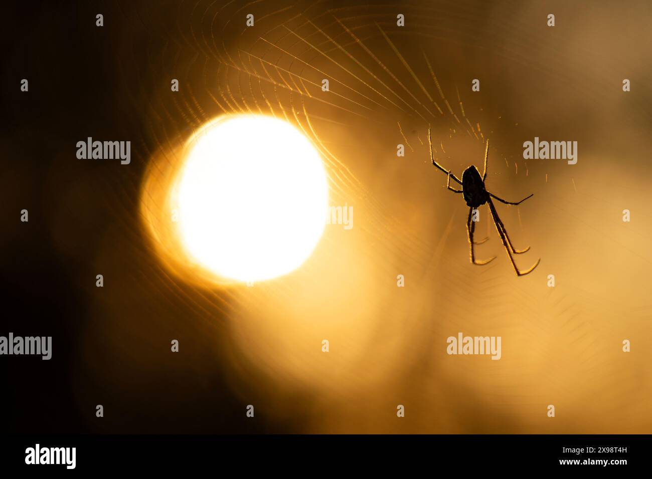 Wheel shaped webs hi-res stock photography and images - Alamy