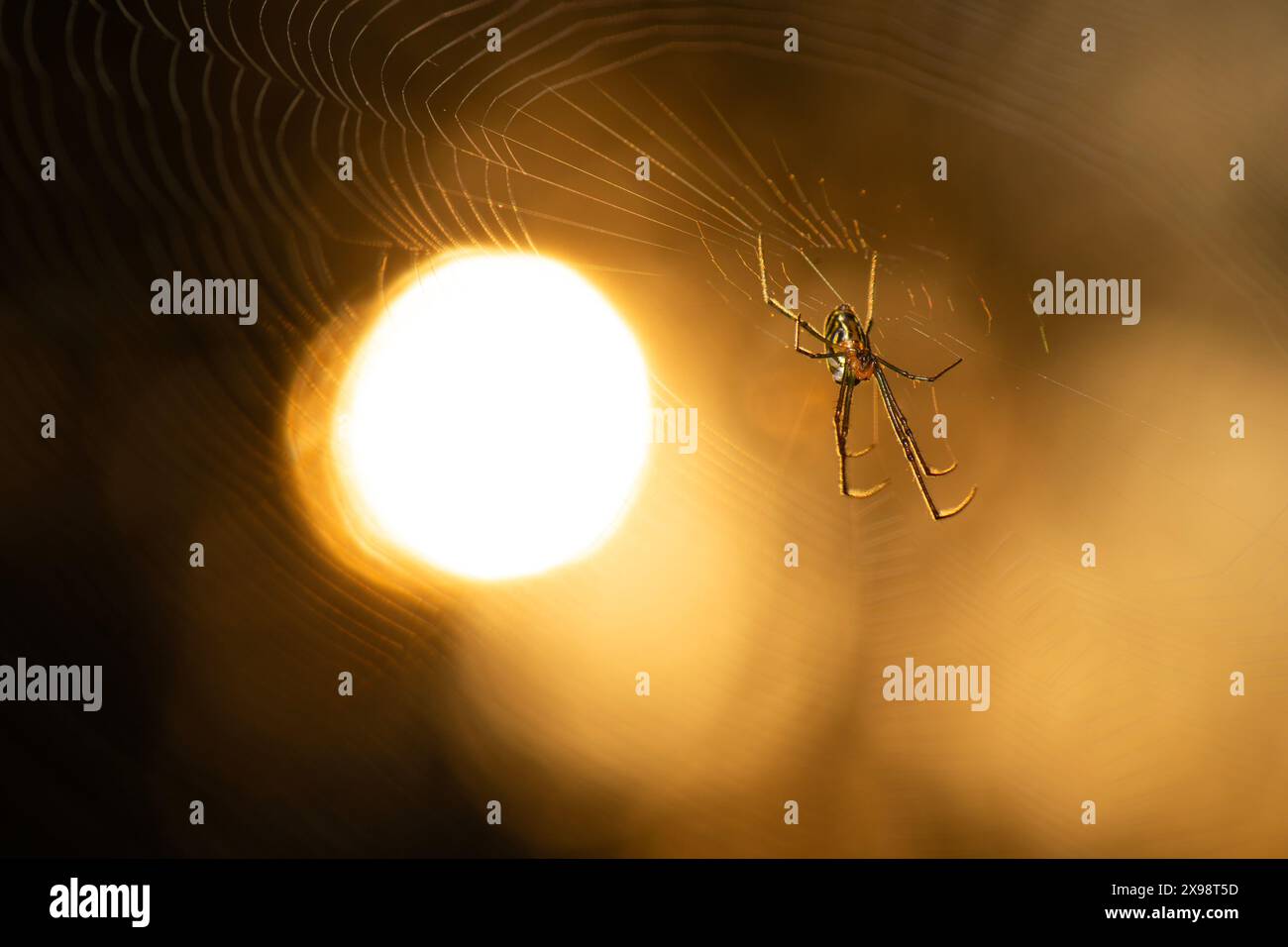 Spiral wheel shaped web hi-res stock photography and images - Alamy