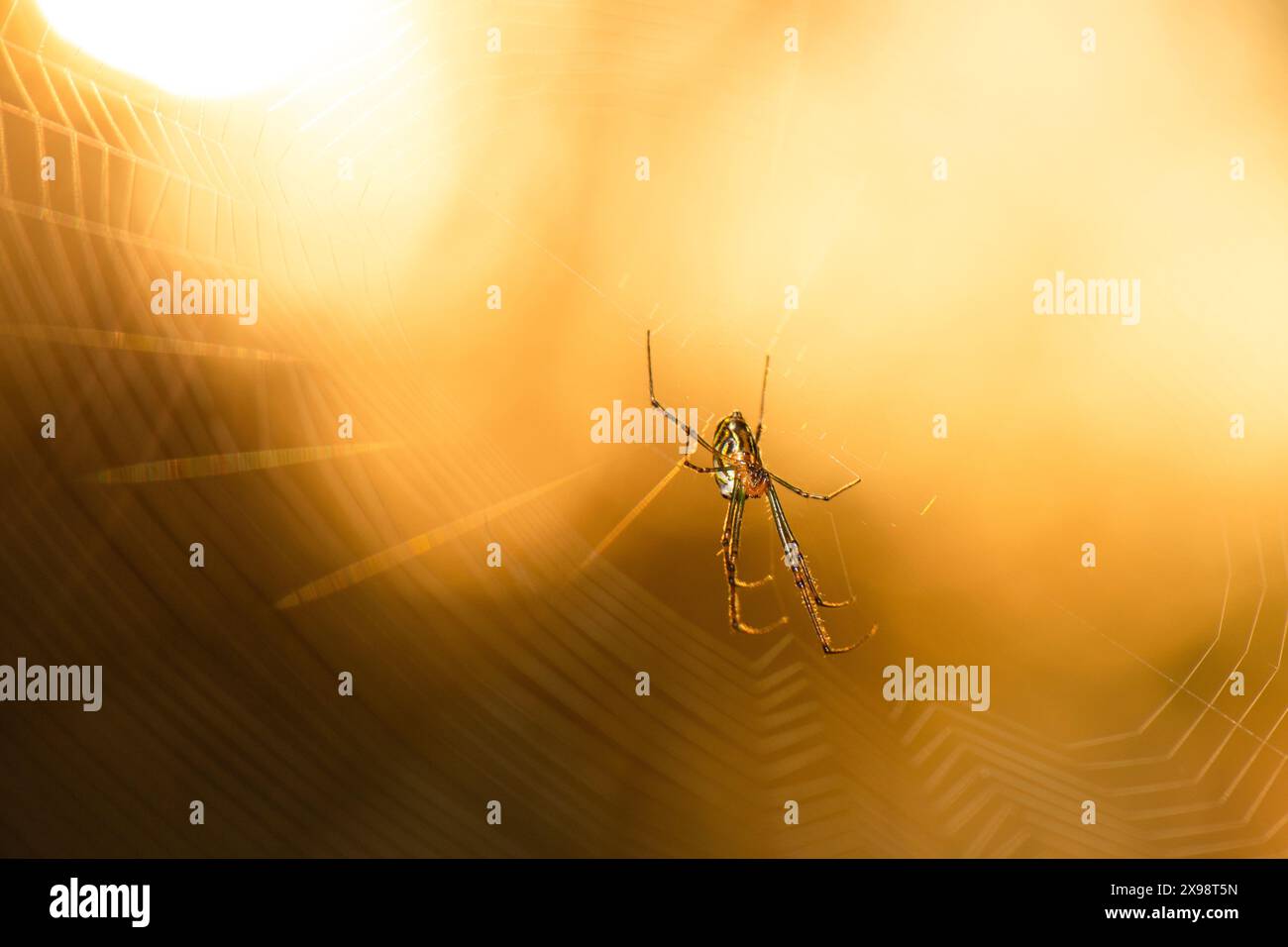 Spiral wheel shaped web hi-res stock photography and images - Alamy