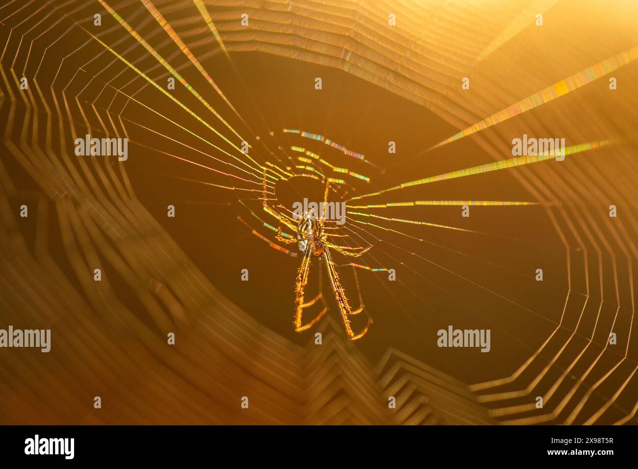 Orb-weaver spiders are members of the spider family Araneidae. They are ...