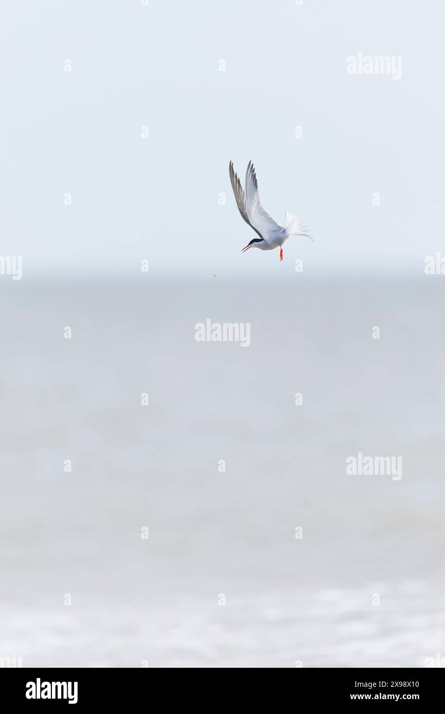 Common tern Sterna hirundo, summer plumage adult diving to catch ...