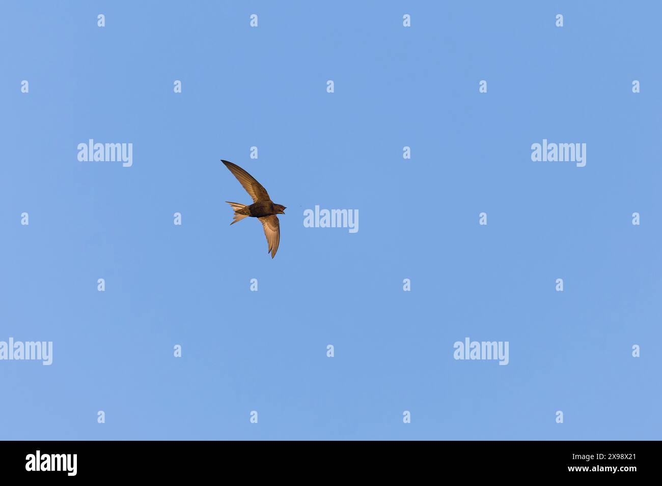 Common swift Apus apus, adult about to catch insect in flight, Suffolk ...