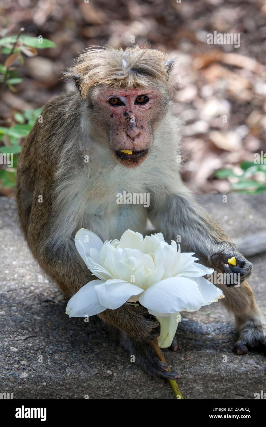A Toque macaque (scientific name Macaca sinica) monkey eating a lotus ...