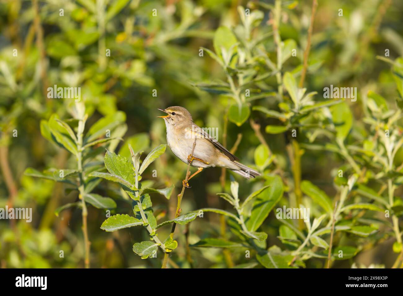 Willow warbler Phylloscopus trochilus, adult male perched in bush ...