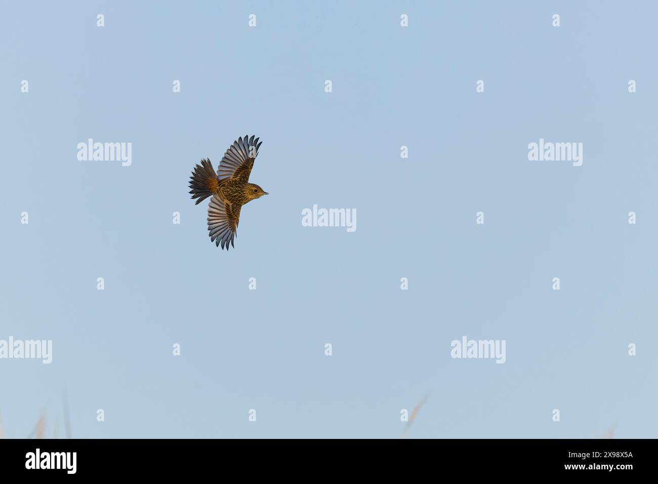 Juvenile stonechat hi-res stock photography and images - Alamy