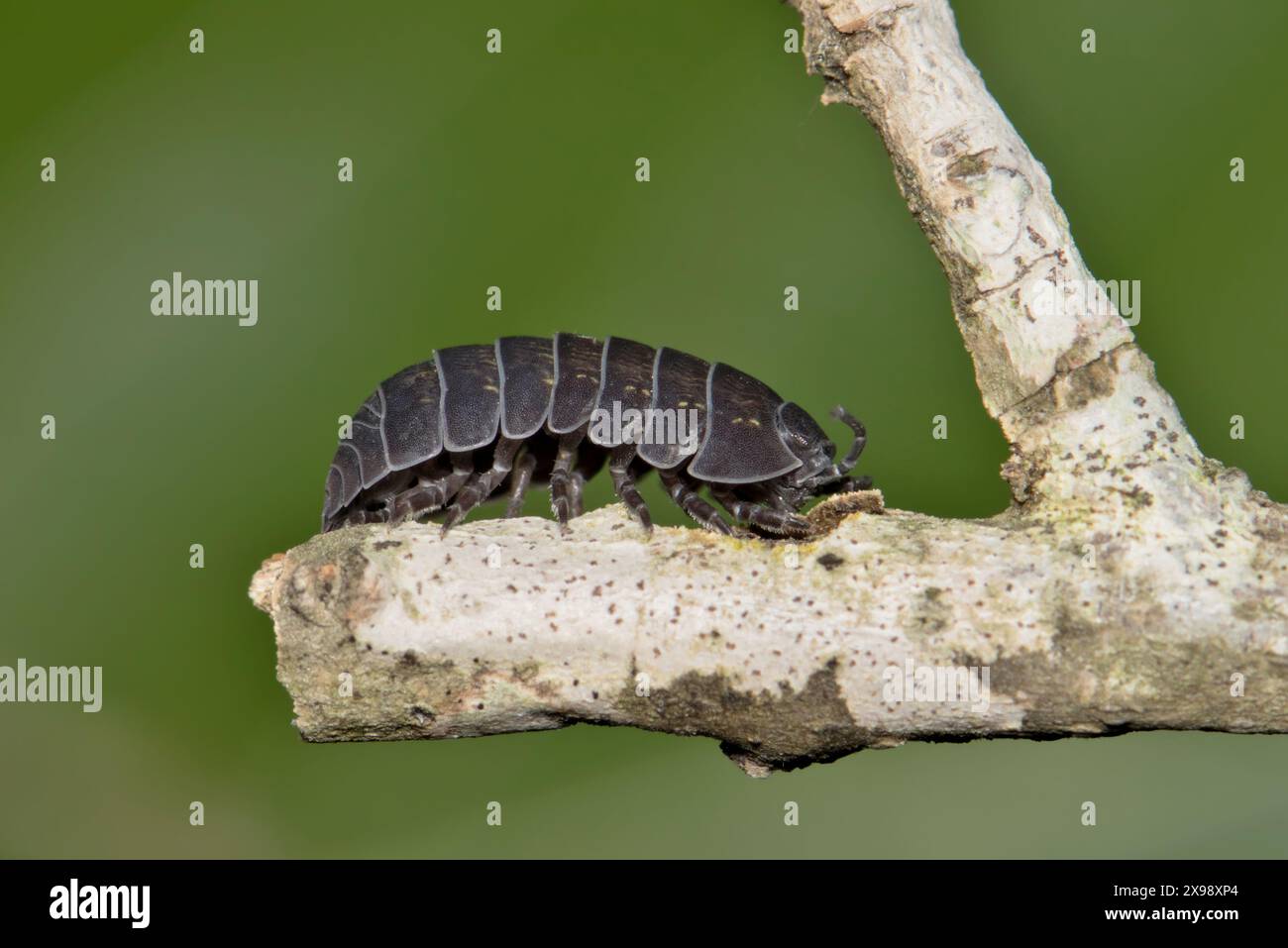 Sowbug hi-res stock photography and images - Alamy