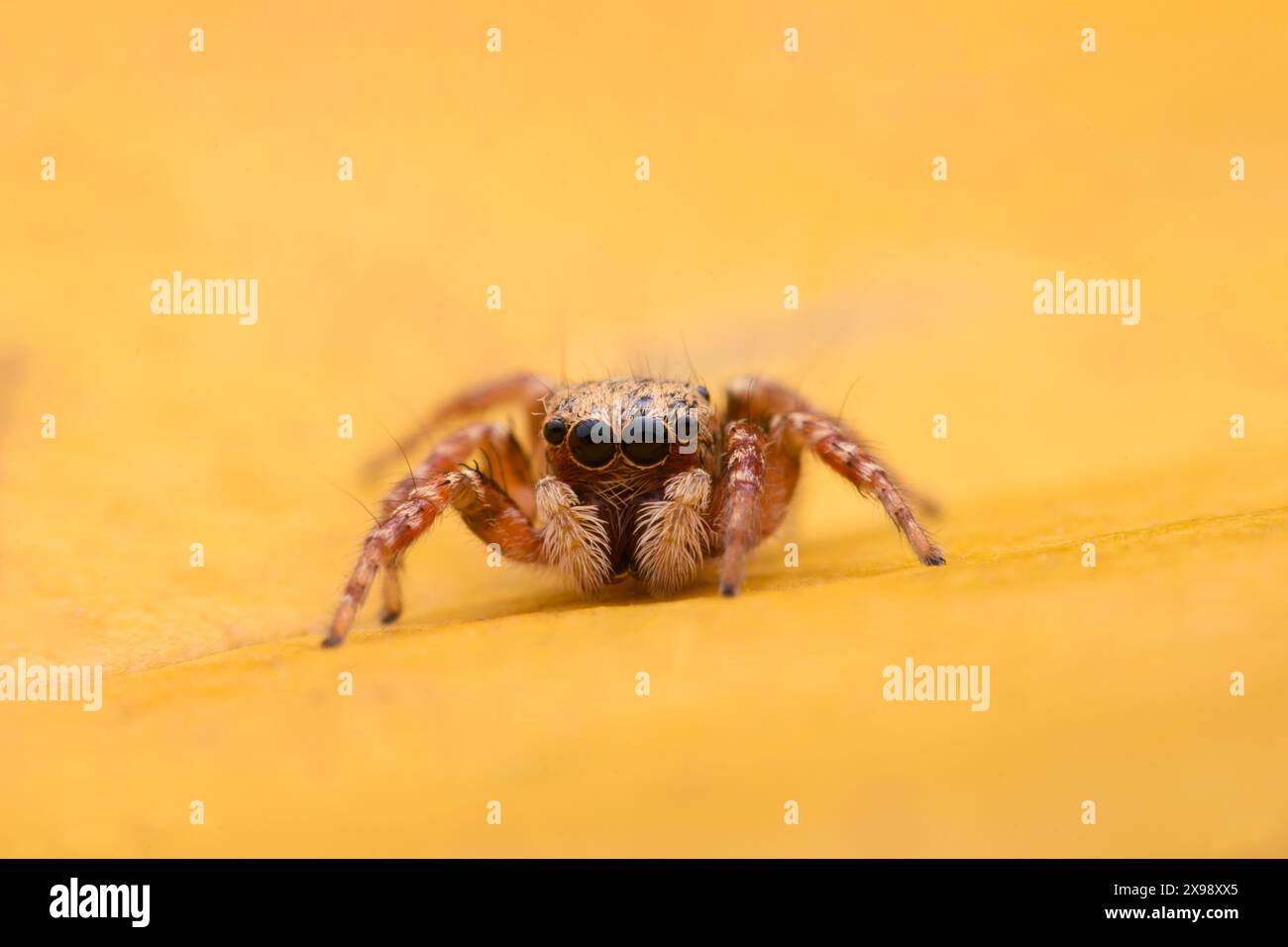Closeup spiders face hi-res stock photography and images - Alamy