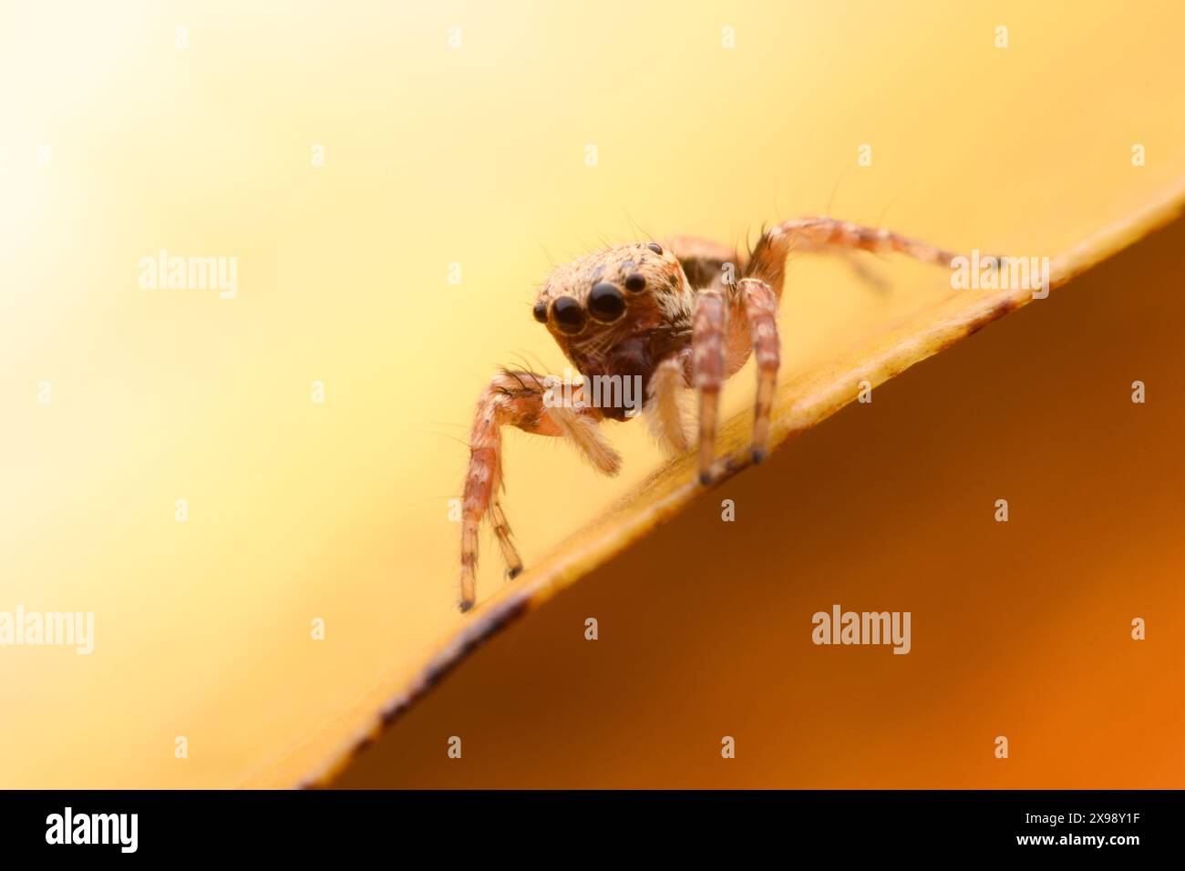 Spiders jumping on leaves. Captured with a close-up macro, the details ...