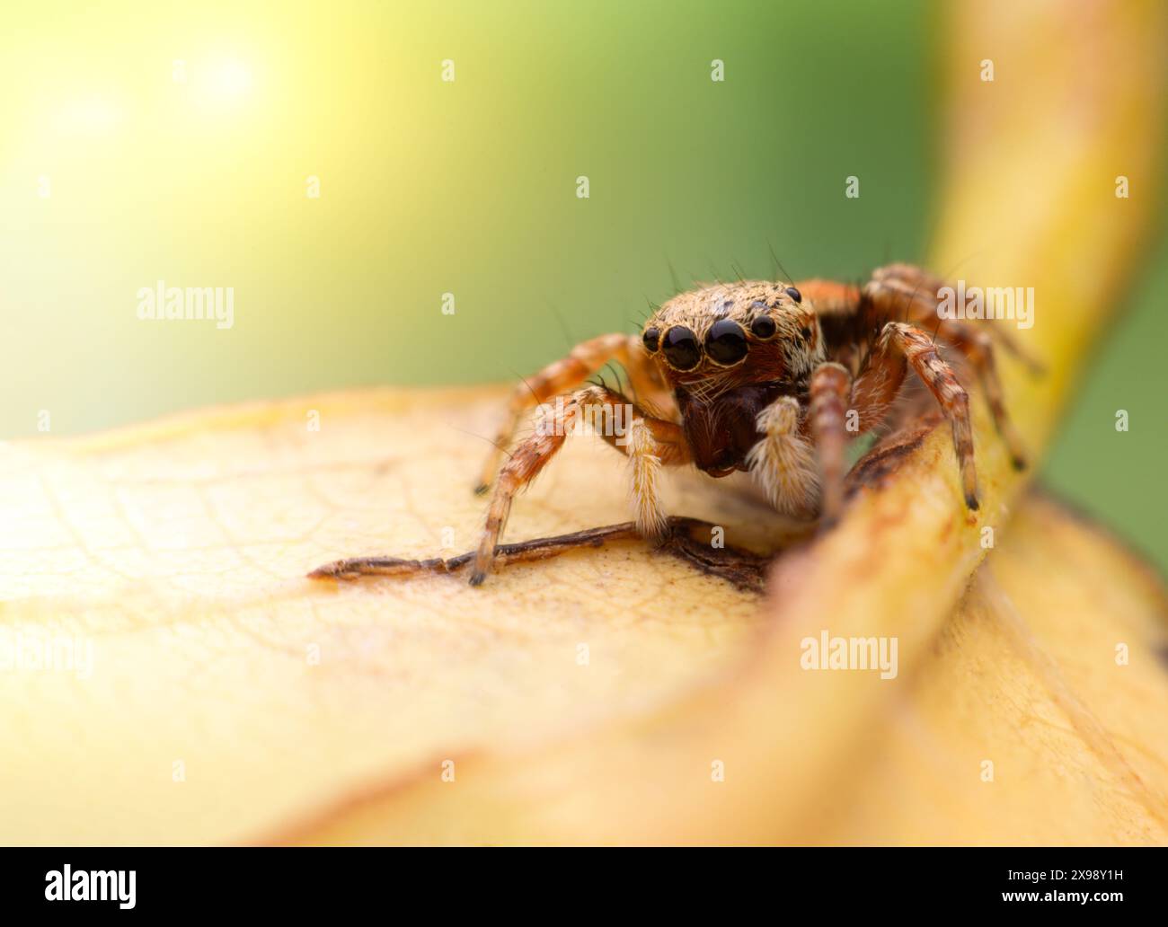 Closeup spiders face hi-res stock photography and images - Alamy