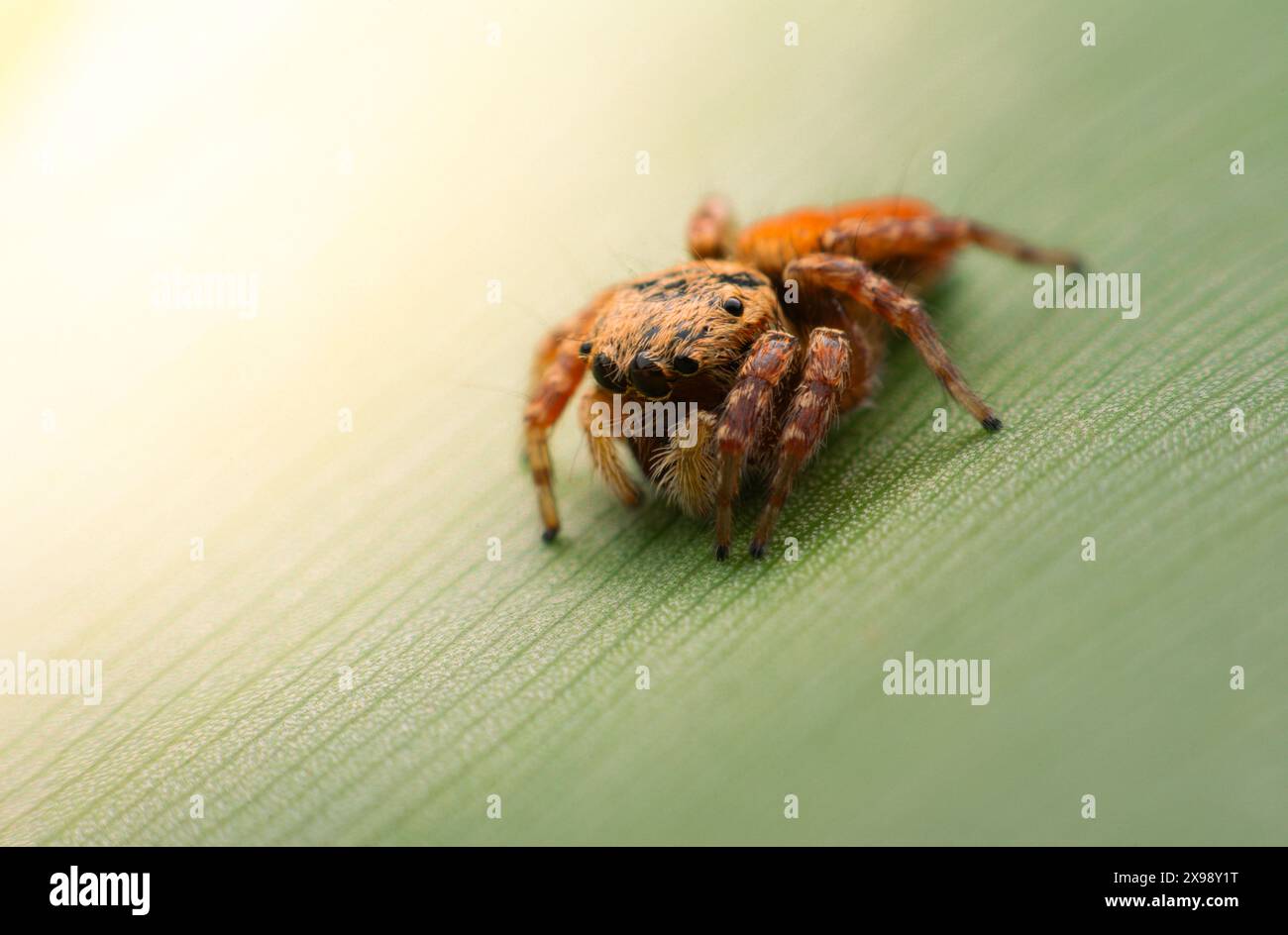 Spiders jumping on leaves. Captured with a close-up macro, the details ...