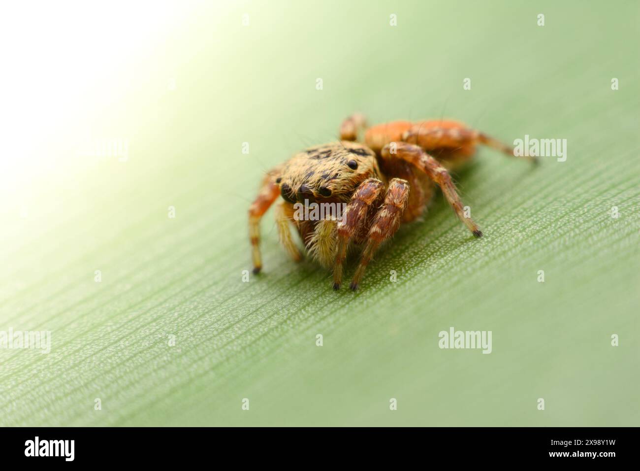 Spiders jumping on leaves. Captured with a close-up macro, the details ...