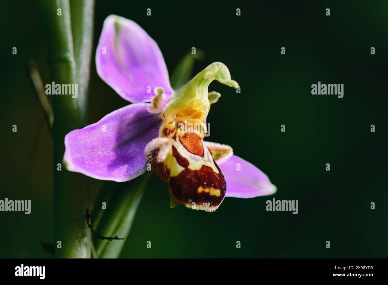 Detail of the Ophrys apifera flower photographed in the Lombardy pre ...