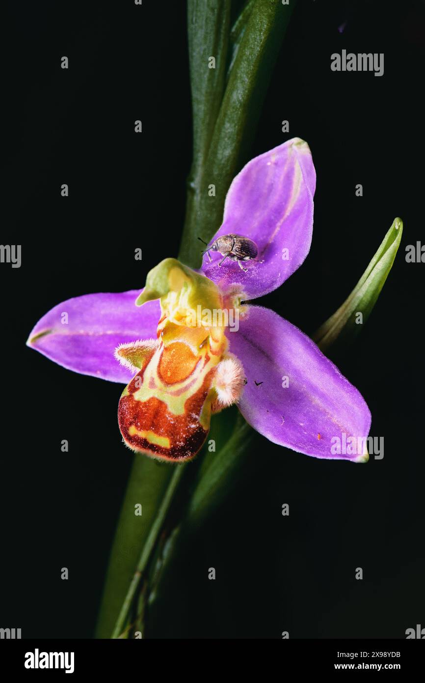 Macro of Ophrys apifera flower with insect on petals photographed in ...