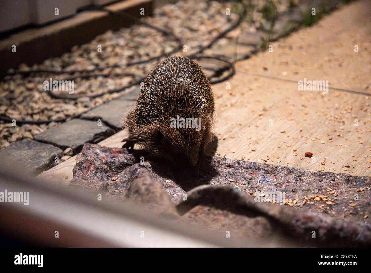 Kassel Igel Igel auf einer Terrasse, 28. Mai 2024, Kassel / Hessen ...