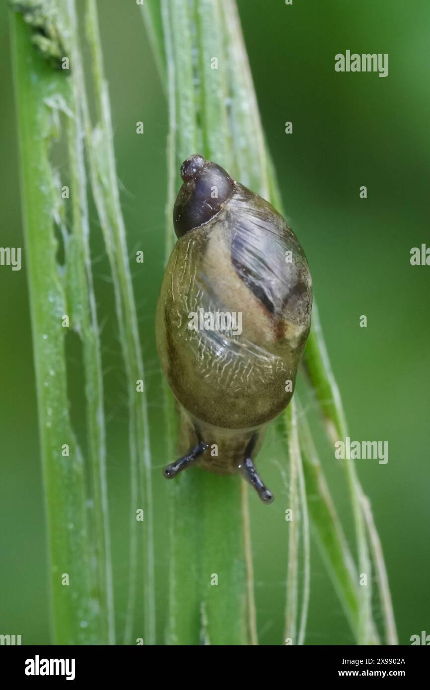 Natural vertical closeup on a European Common European Ambersnail ...
