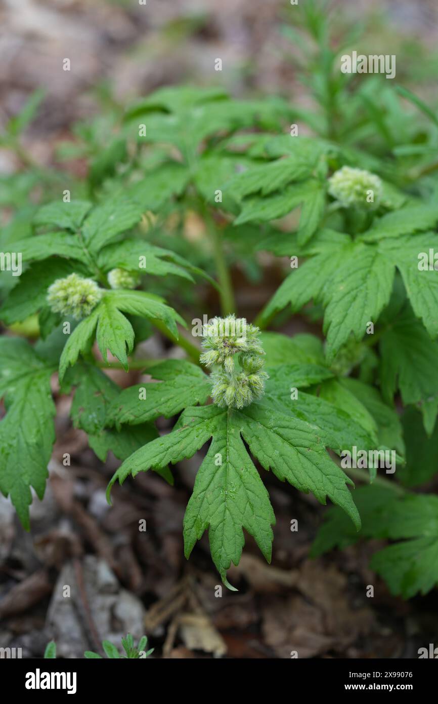 Detailed closeup on a North American Pacific waterleaf, Hydrophyllum ...