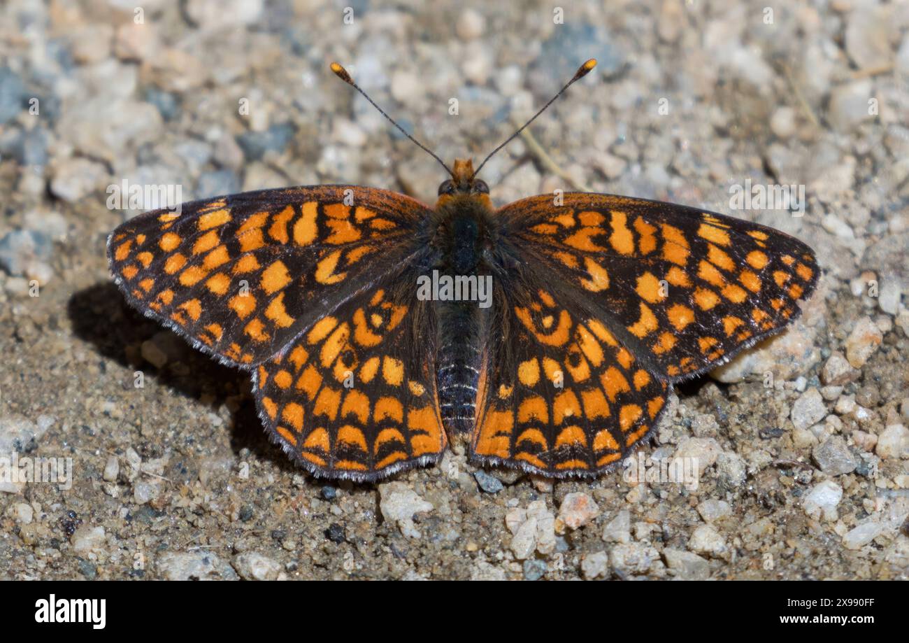 Northern Checkerspot subspecies eremita sunbathing on a trail. Los ...