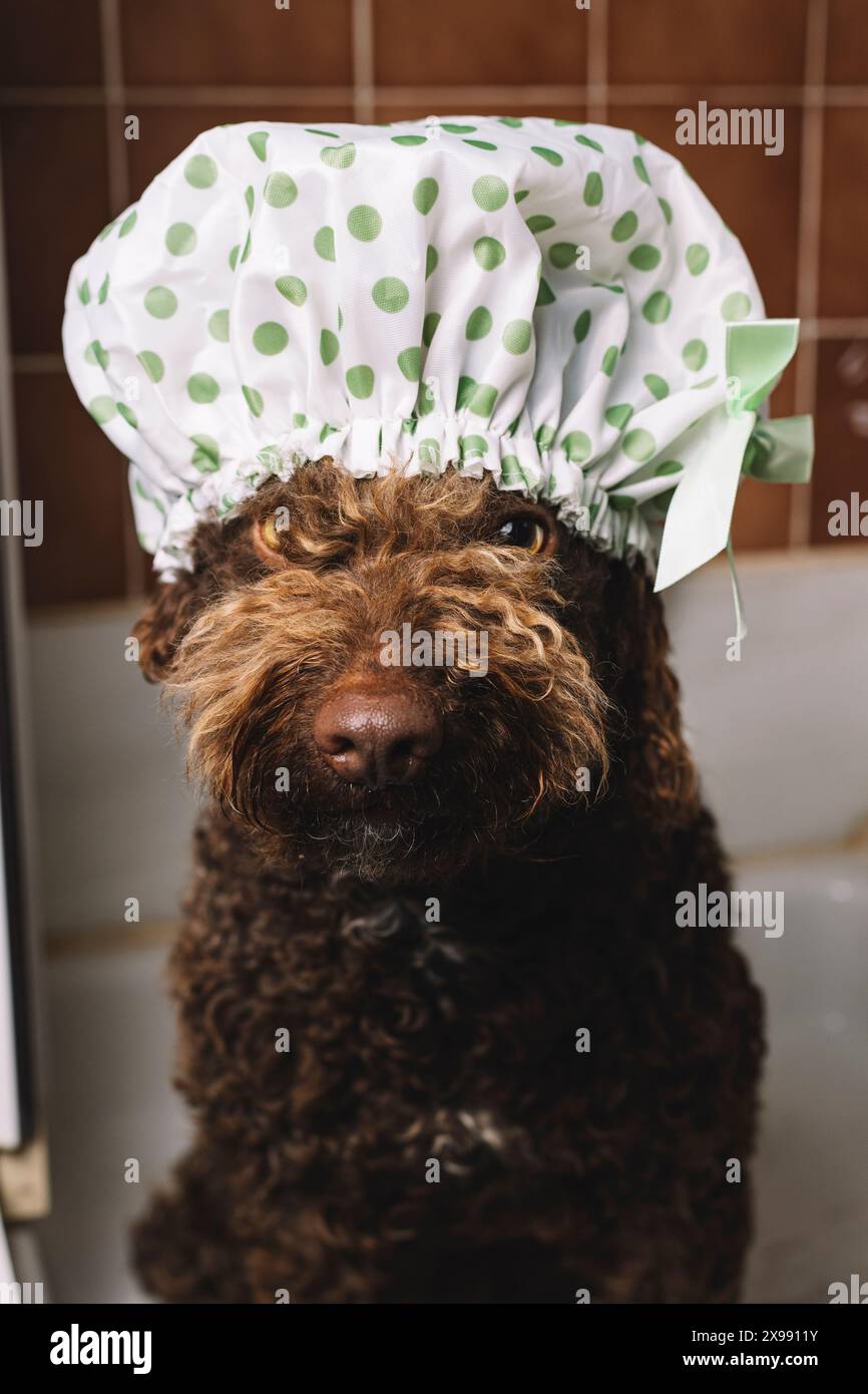 Funny dog in the bathroom with shower cap Stock Photo - Alamy