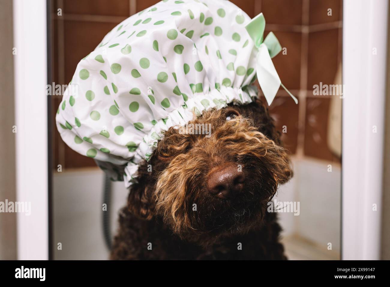 Dog in shower cap hi-res stock photography and images - Alamy