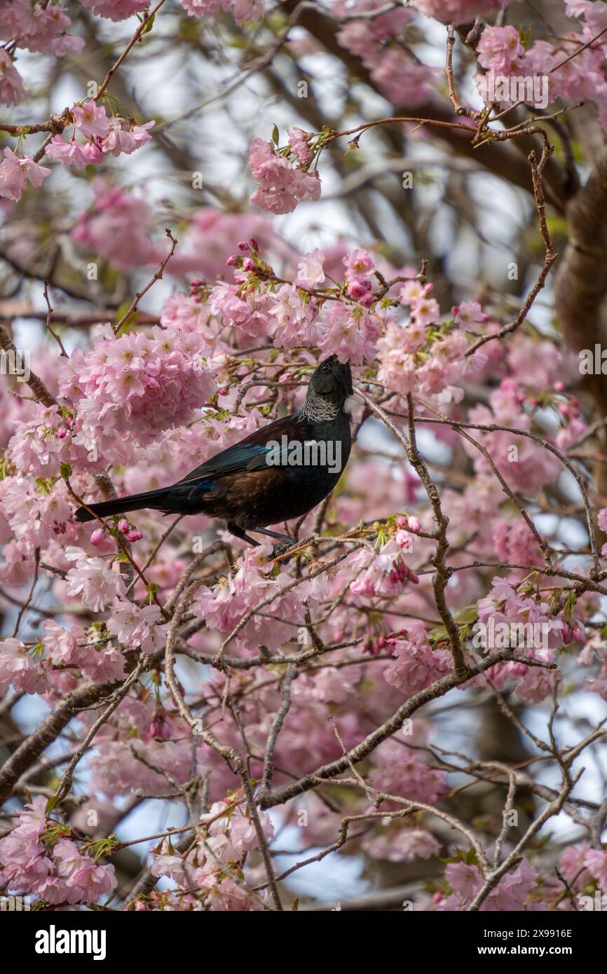 New Zealand tui bird feeding on cherry blossom in Queens Park ...