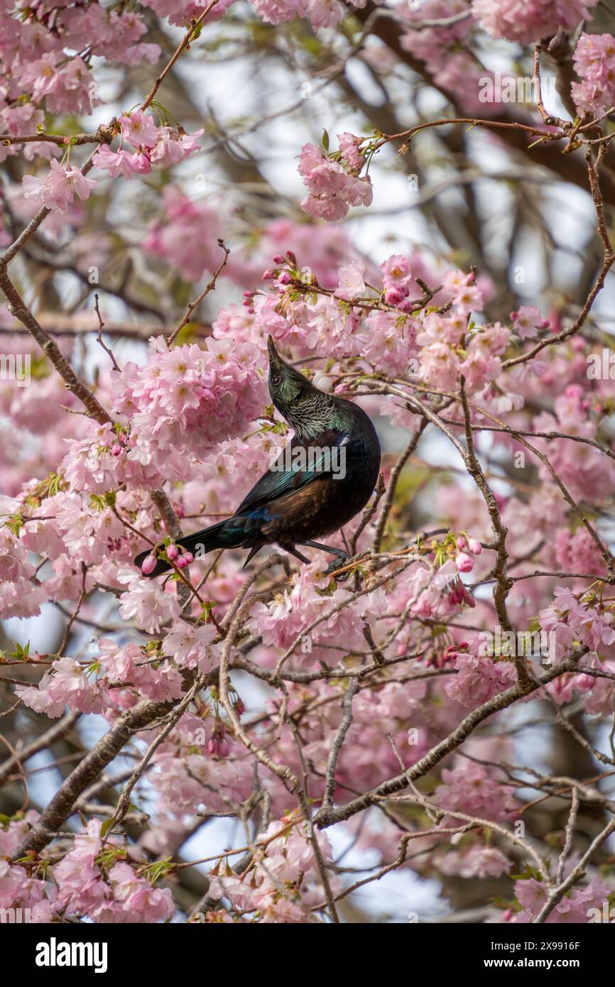 New Zealand tui bird feeding on cherry blossom in Queens Park ...