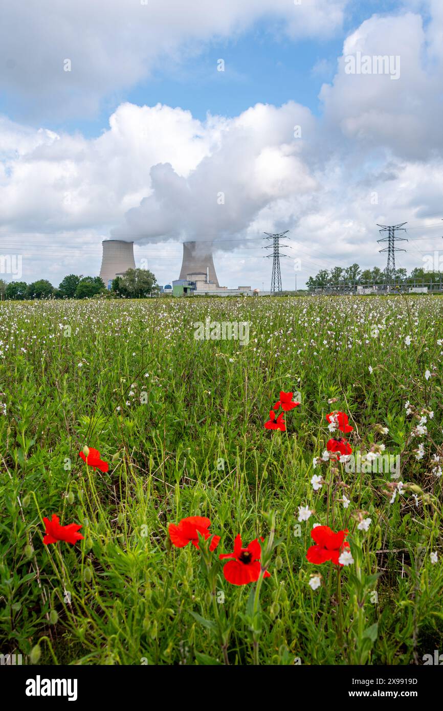 Nuclear power plant in operation emitting steam with poppies in a field ...