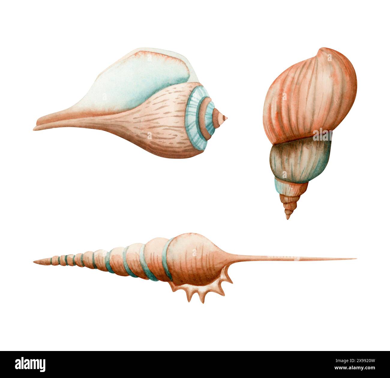 Watercolor spiral seashells illustration set in blue and orange. Hand ...