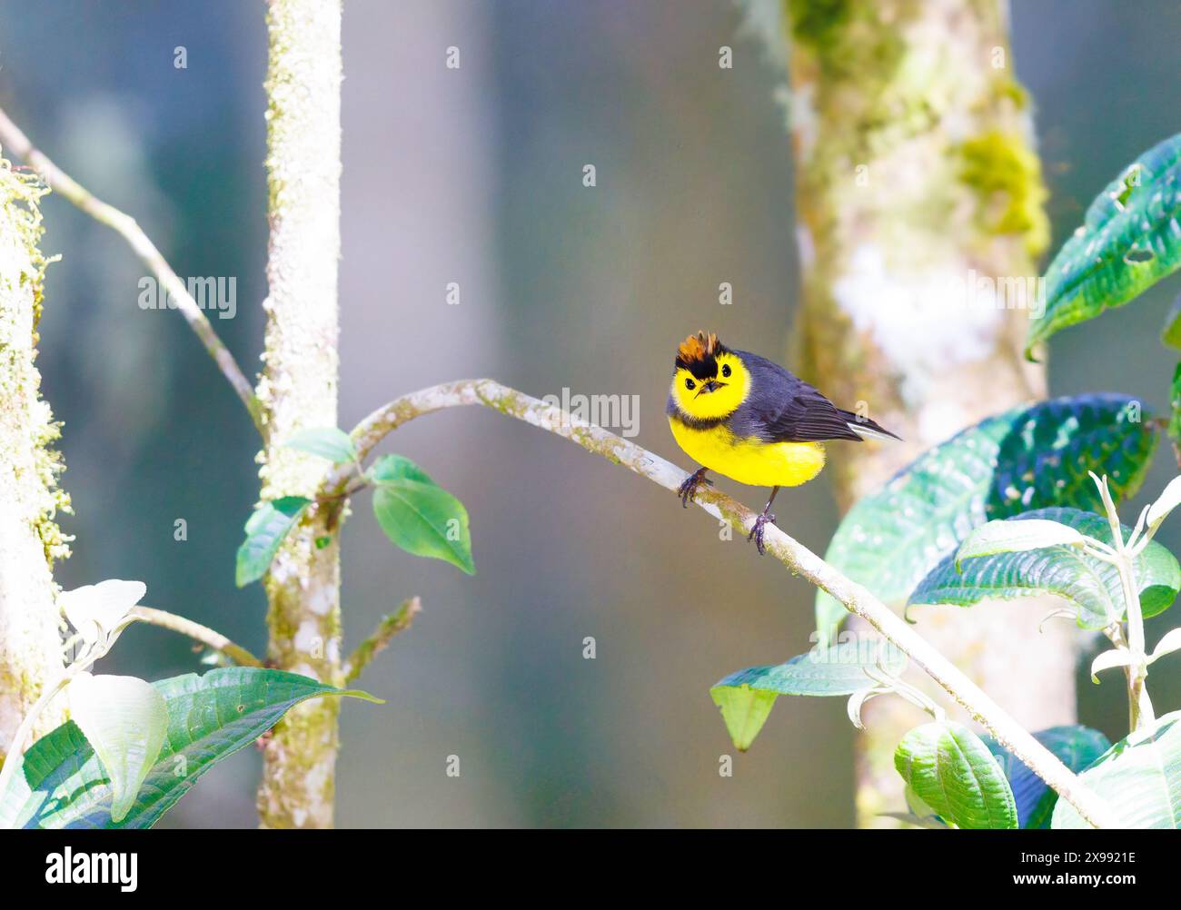 Female collared redstart hi-res stock photography and images - Alamy