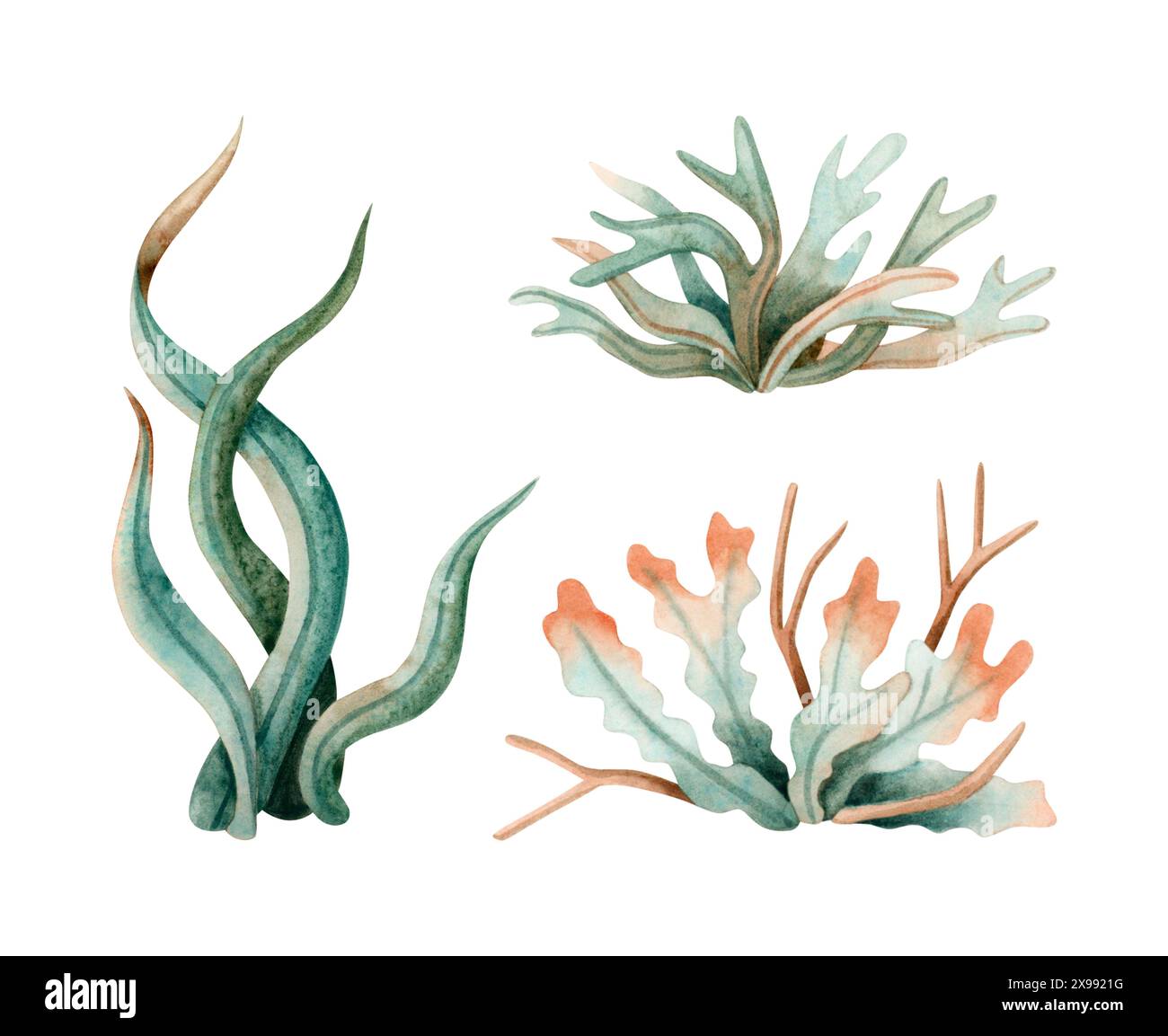 Ocean seaweed watercolor illustration set. Monochrome underwater coral ...