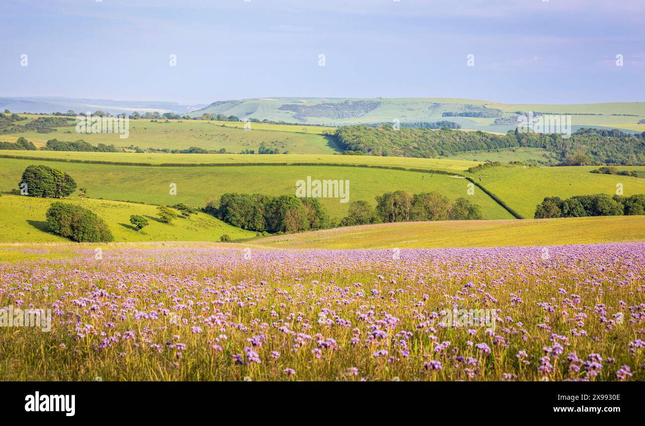 Fields of purple Lacy Phacelia on the south downs near Ditchling ...