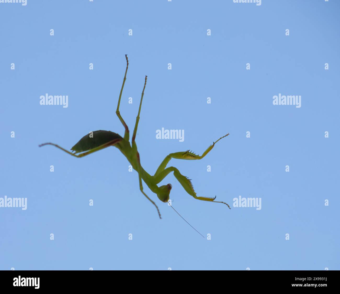 One mantis hi-res stock photography and images - Alamy